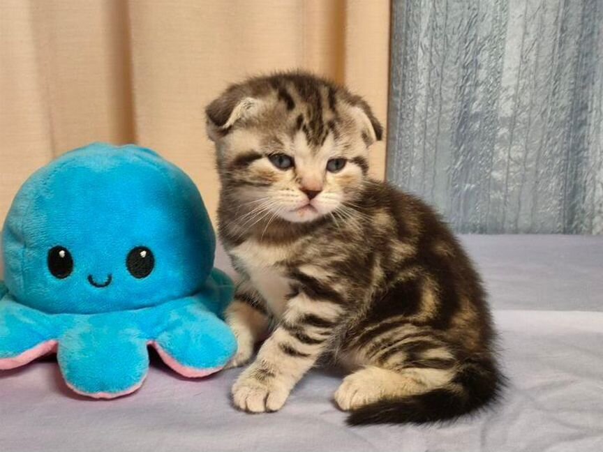 Шотландские котята