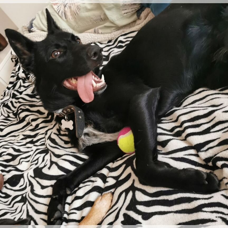 Щенок в добрые руки