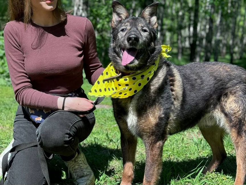 Беззубику Блюзу тяжело в приюте