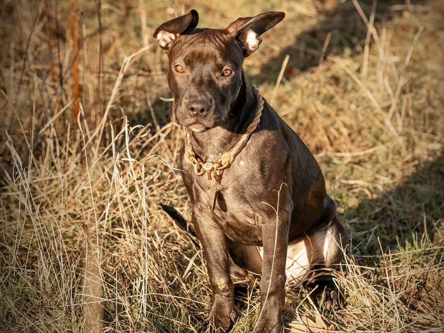 Шоколадка и горький шоколад