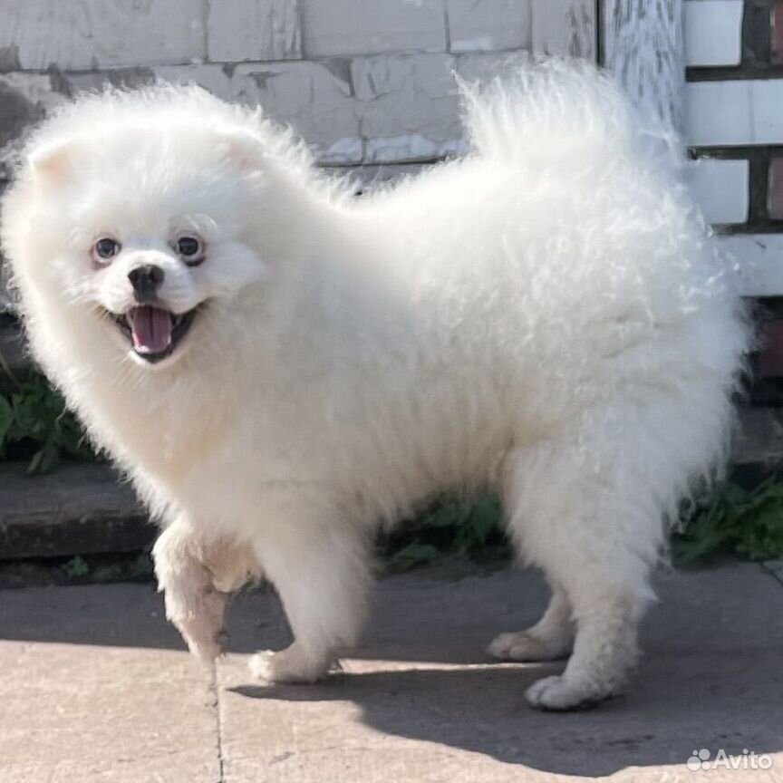 Померанский шпиц белоснежный мальчик