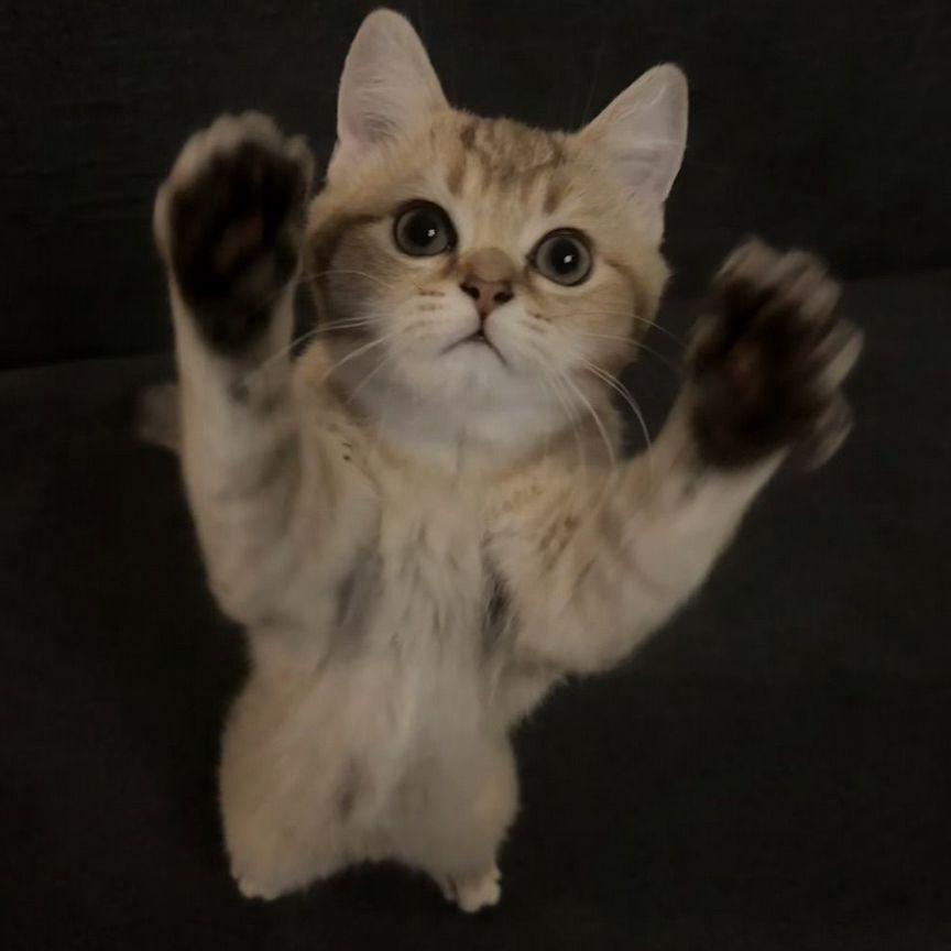 Шотландский прямоухий короткошёрстный котёнок