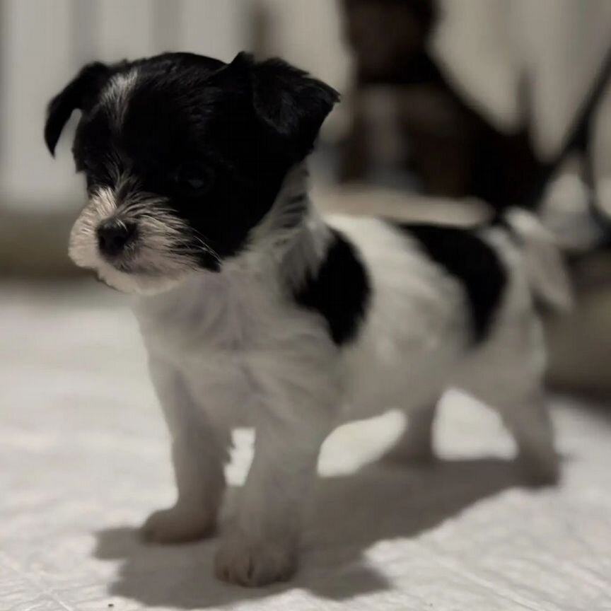 Бивер-йоркширский терьер, щенок