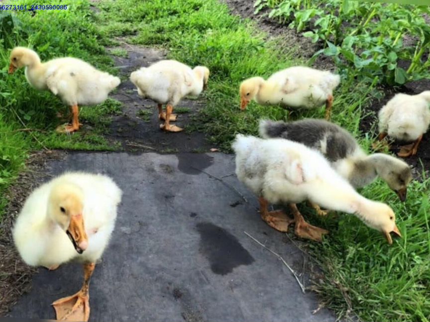 Гусята (Арт.87650)