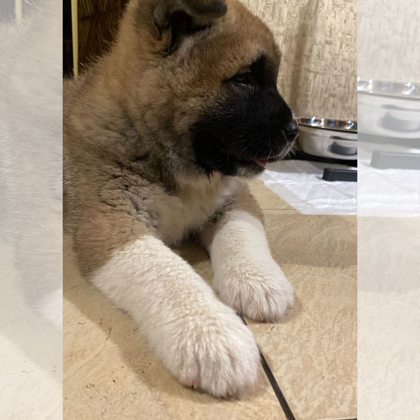 Щенки американской акиты