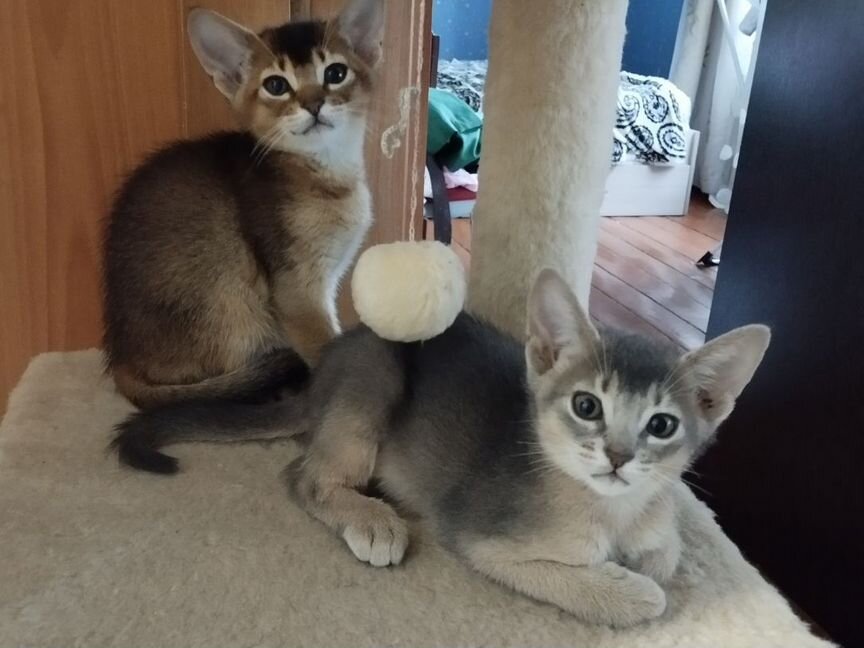 Абиссинские котята