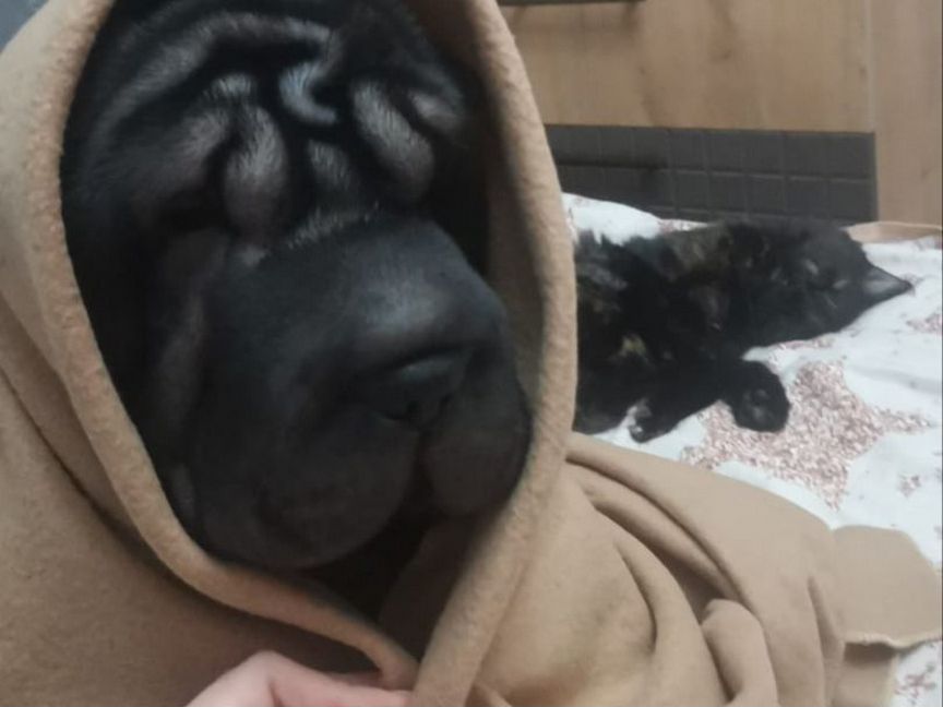 Щенки шарпей