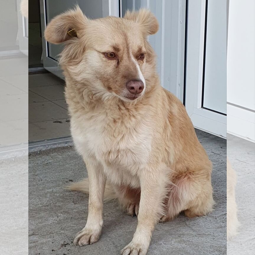 Взрослая собака в добрые руки