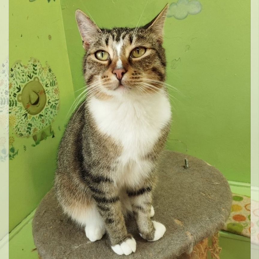 Европейский короткошёрстный кот, взрослый