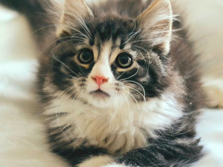 Пушистые чудо- котенок Анжей, 2 мес