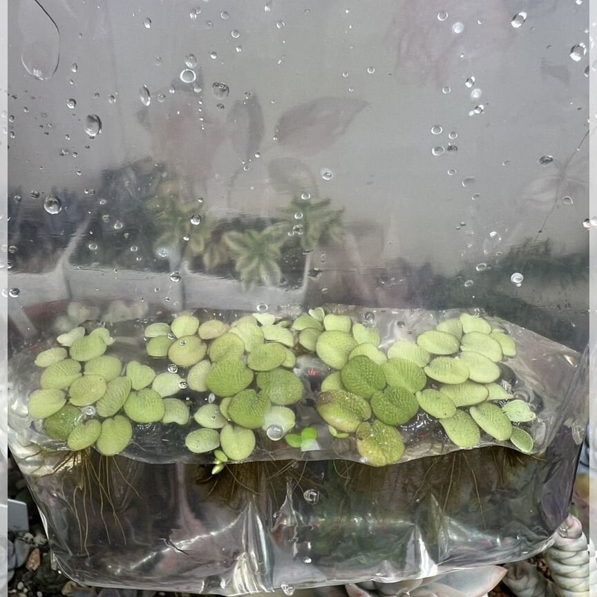 Сальвиния плавающая