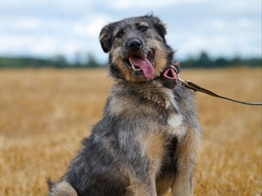 Собака ищет хозяина