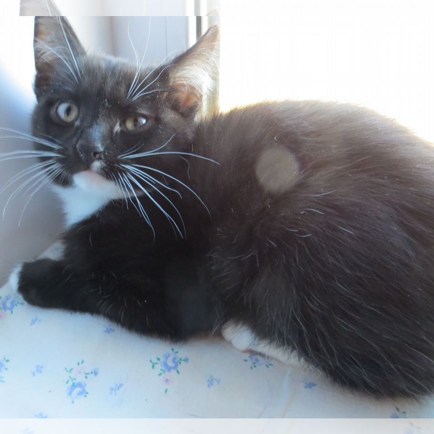 Котёнок в добрые руки