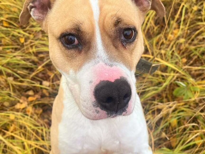 Небольшая добрейшая стаффка ищет свой дом