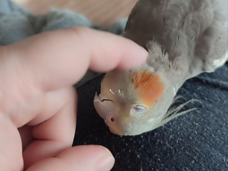 Молодая ручная пара корелл с клеткой + дом