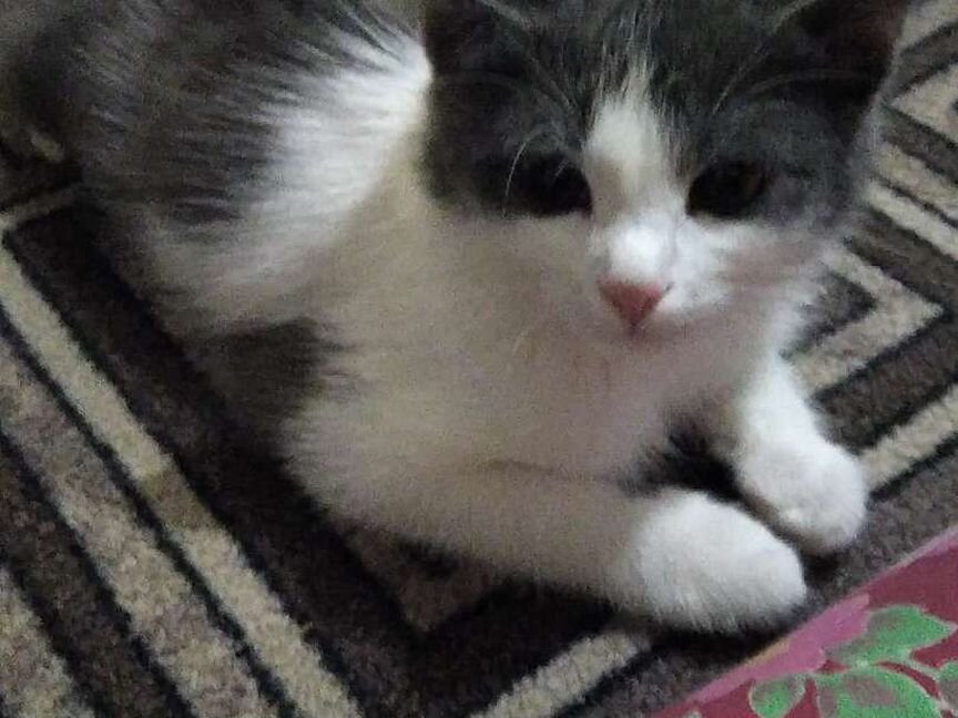 Котик