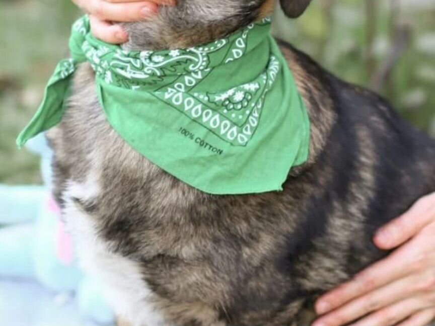 Девочка стерилизована 9 месяцев очень нежная