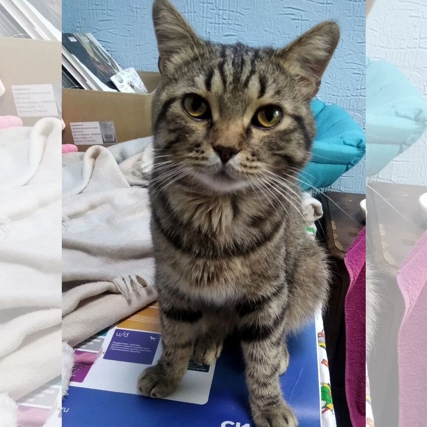 Отдам кота в добрые руки