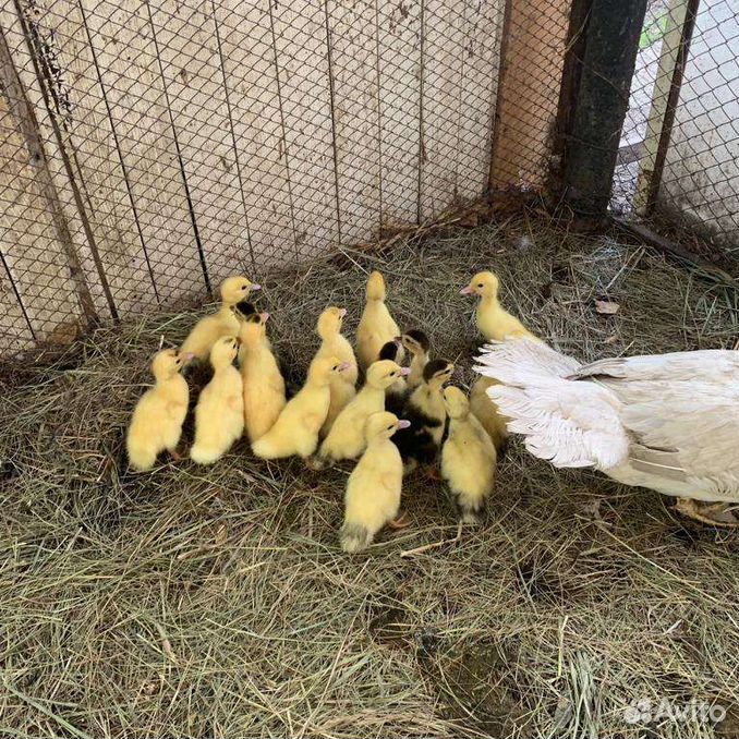 Утята индоуток