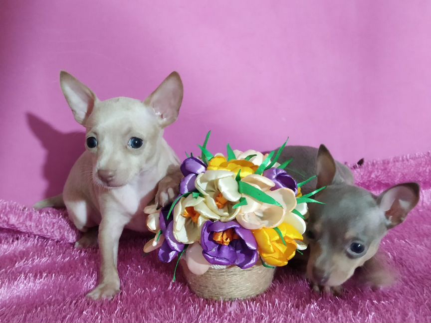 Той-терьер девочки