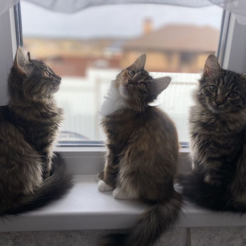 Отдам в добрые руки котенка