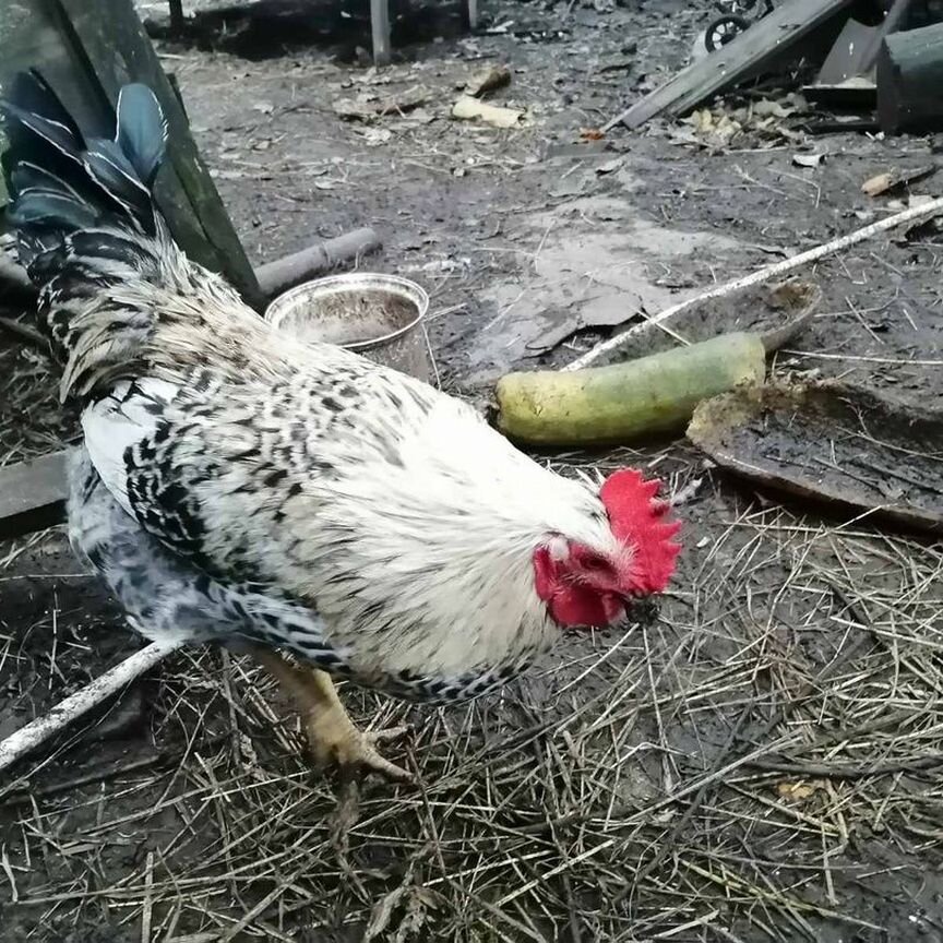 Петух