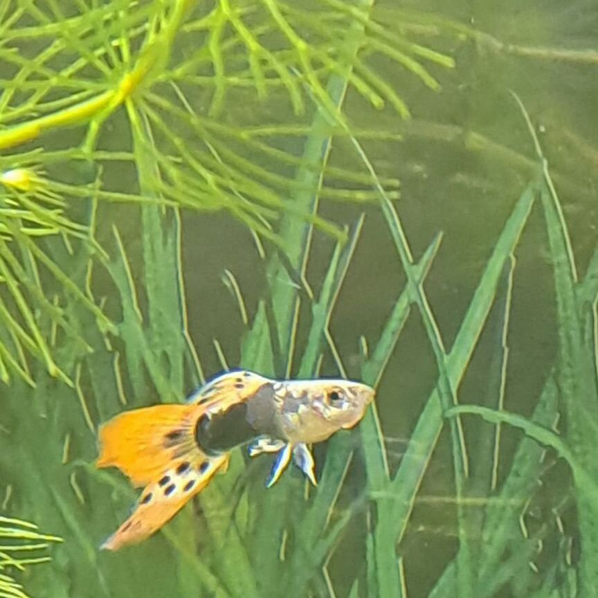 Аквариумные рыбки и водоросли отдам