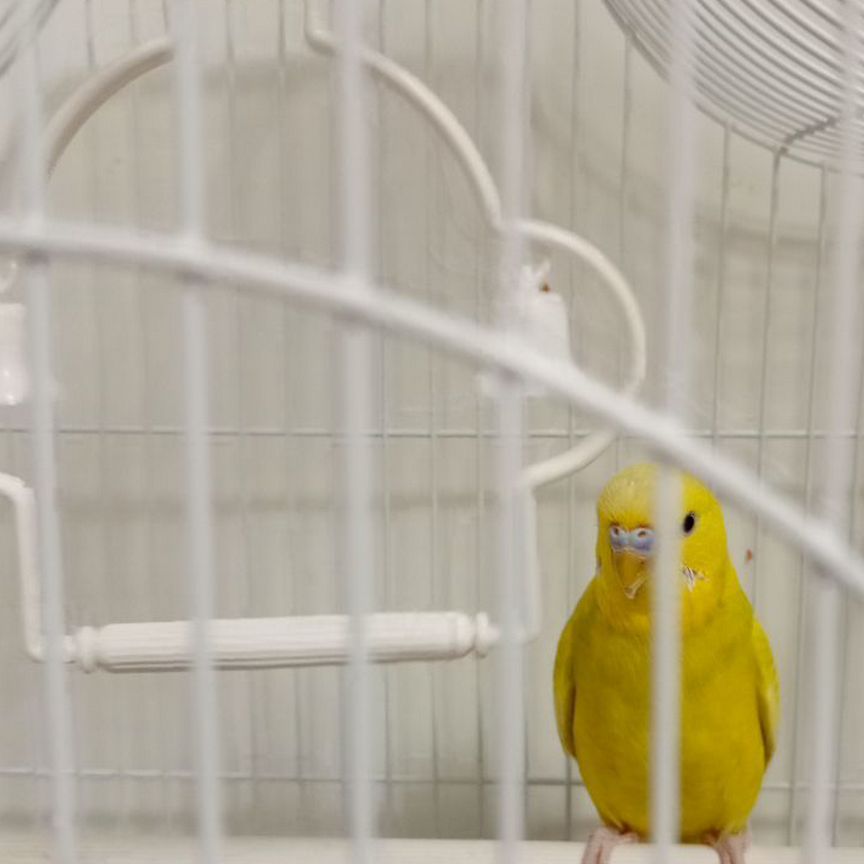 Волнистый попугай самец