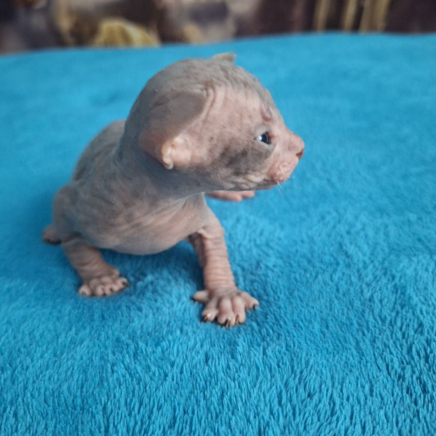 Донской сфинкс котята