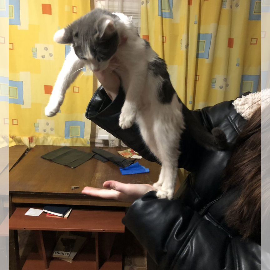 Русский голубой котёнок