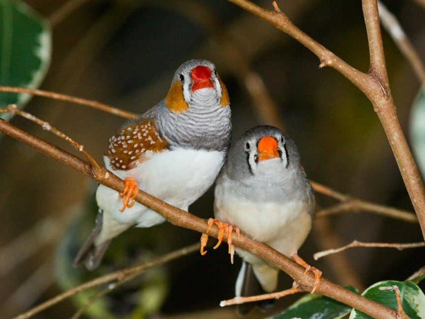 Попугай амадин 2шт с клеткой