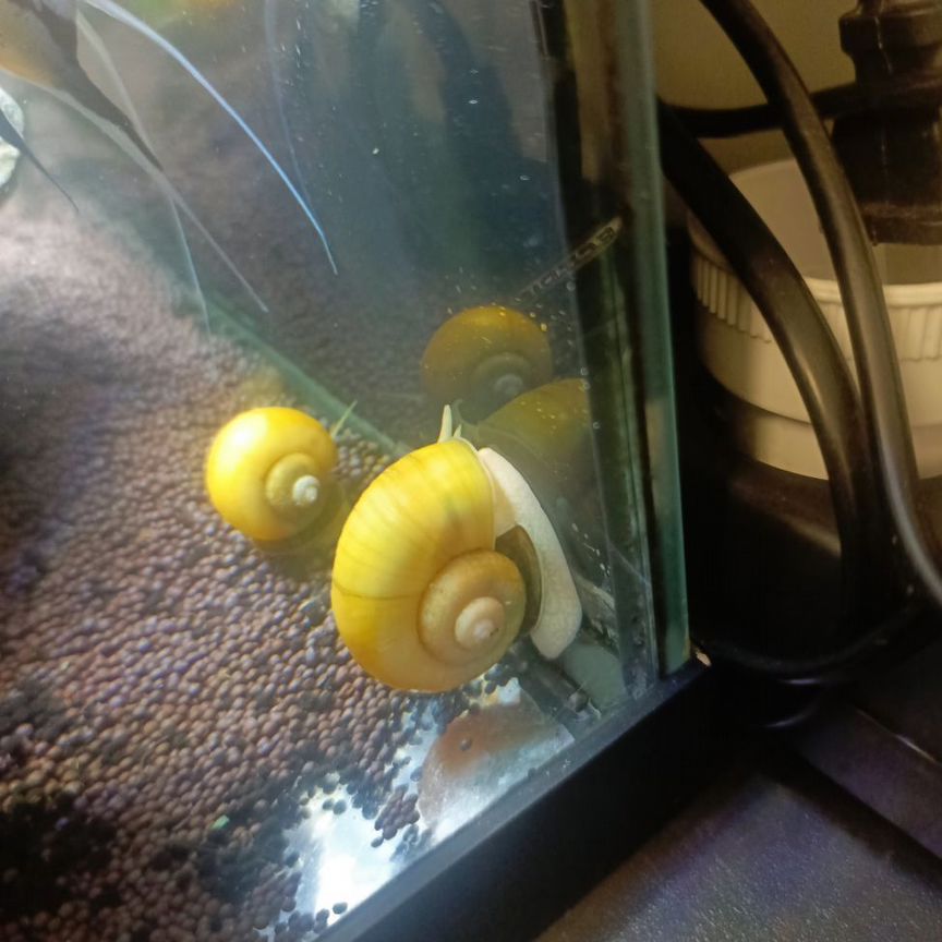Улитки аквариумные