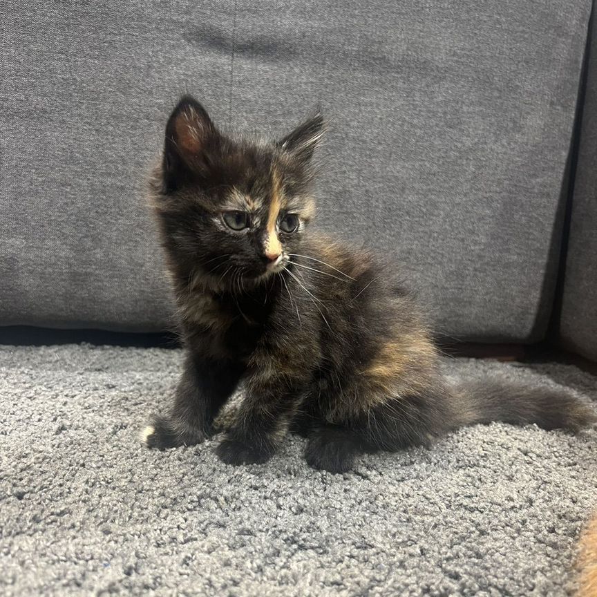 Котята