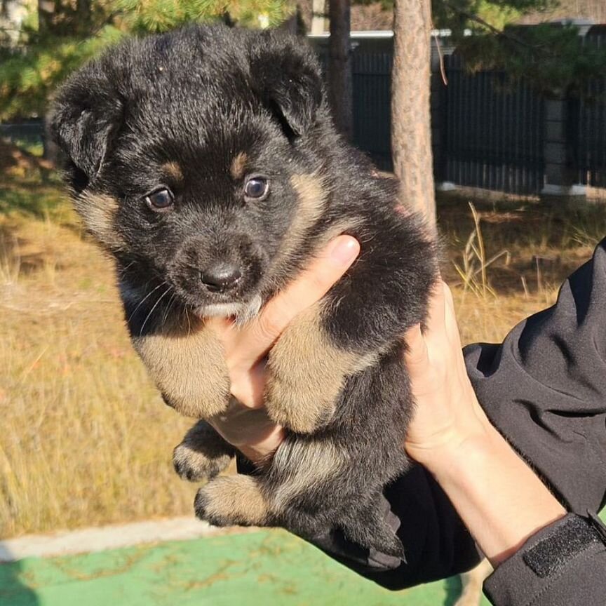 Щенок в добрые руки