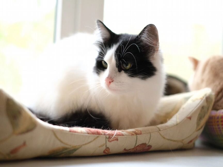 Бетти из приюта ищет дом