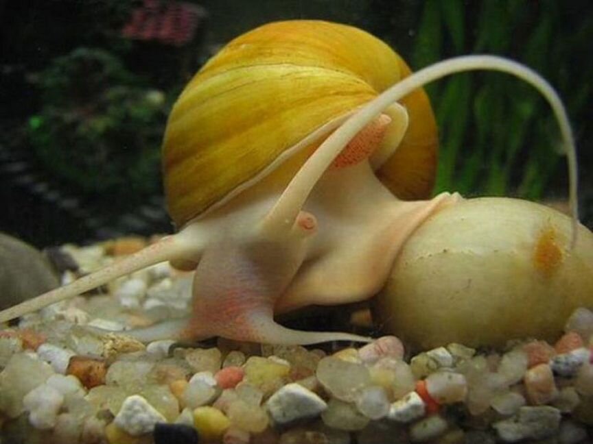 Улитки ампулярии