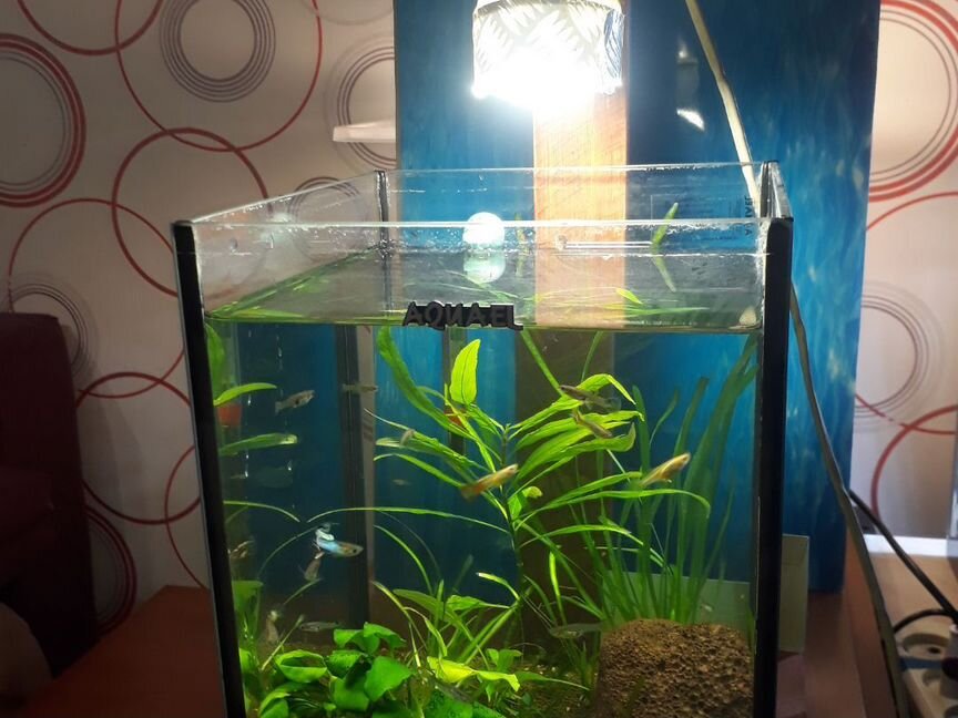 Аквариум с креветками и рыбками