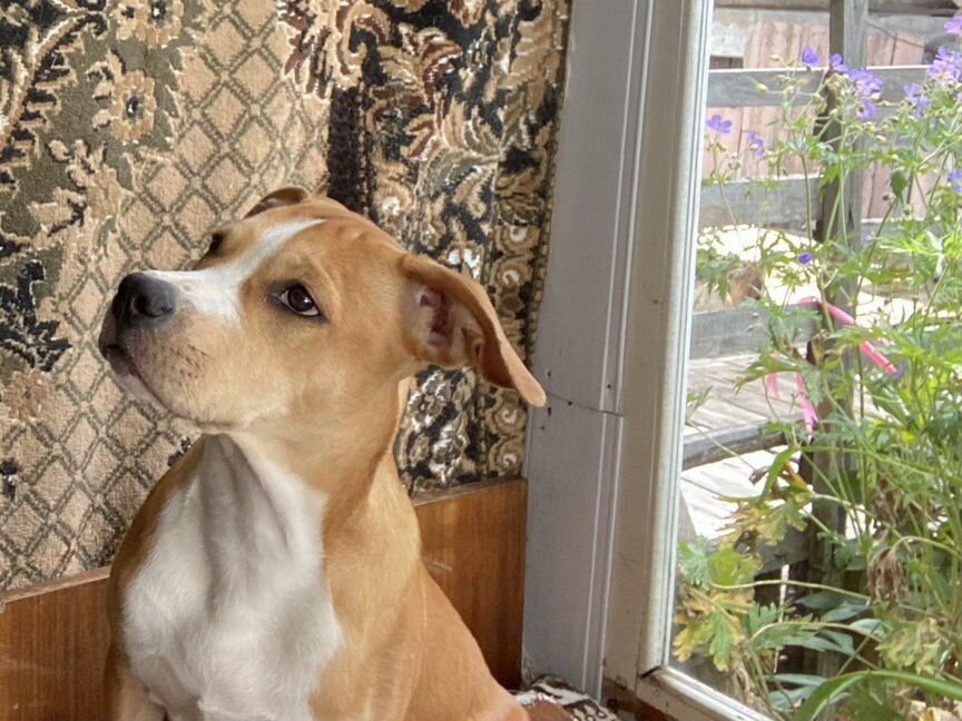 Американский-Стаффордширский терьер