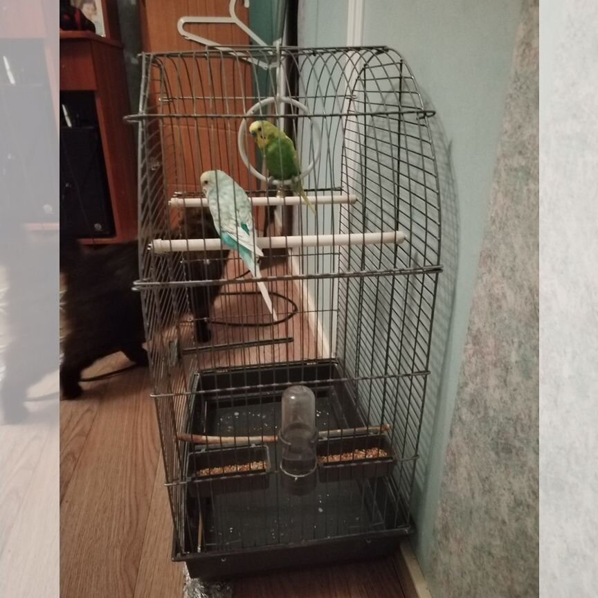 Попугаи волнистые самец и самка