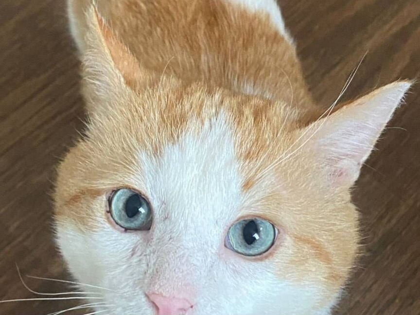 Кот Елиссей ищет дом