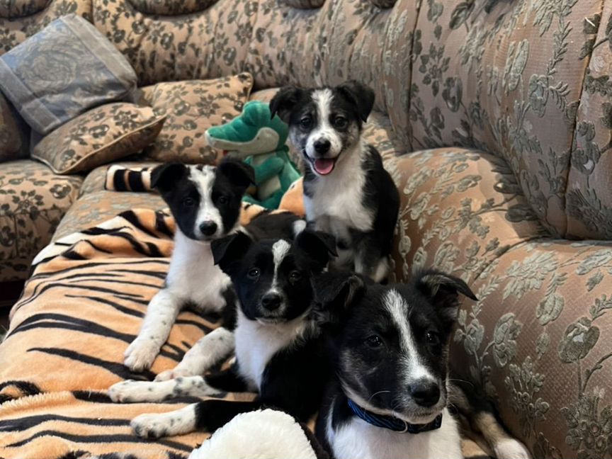 Щенки девочки 3 мес в добрые руки бесплатно