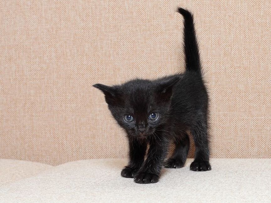 Чернышка,девочка