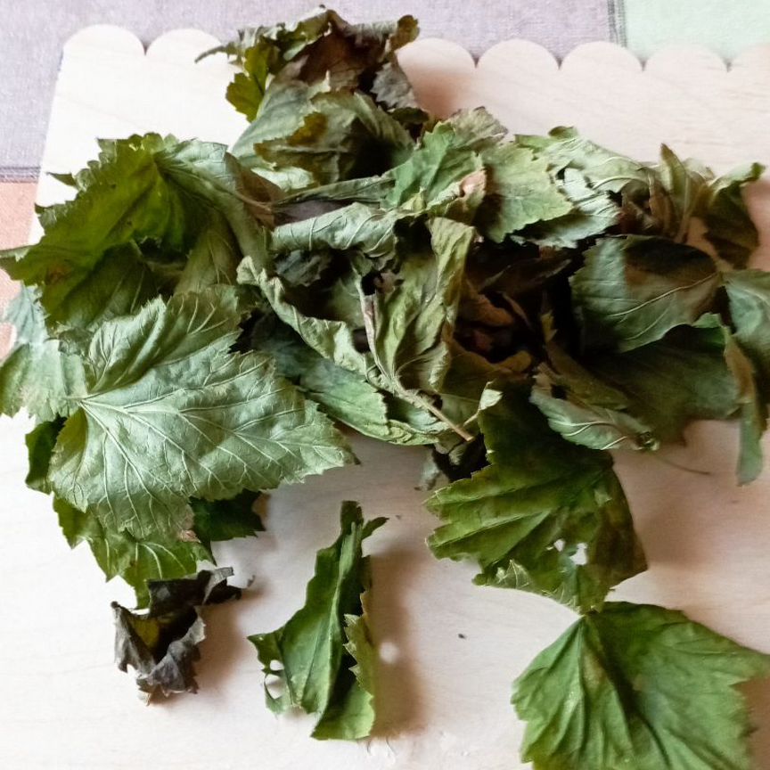 Корм для палочников