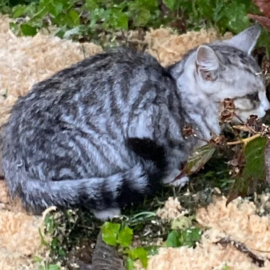 Котята в добрые руки(2 шт.)