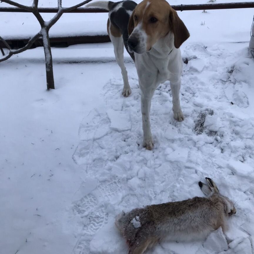 Русская пегая гончая вязка