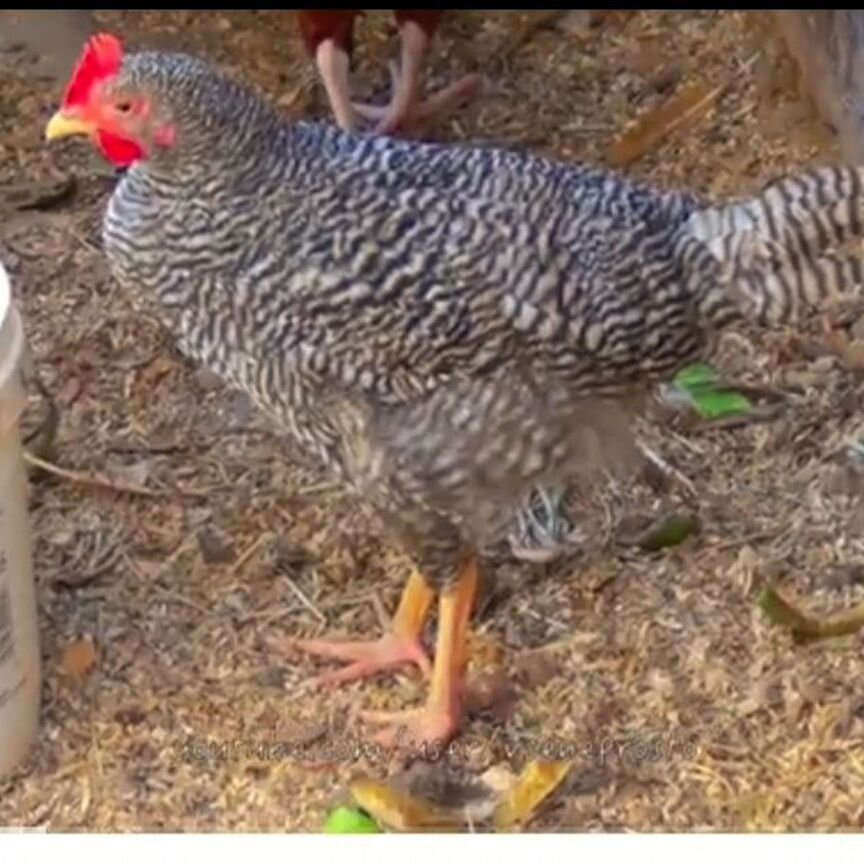 Петушок молодой