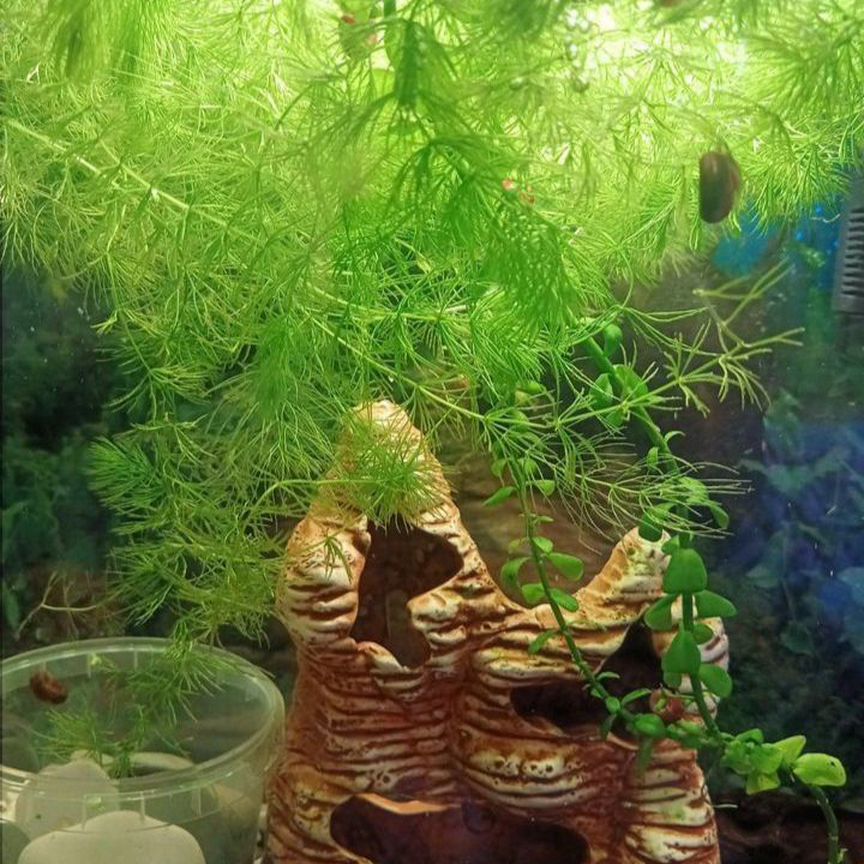 Аквариумная трава