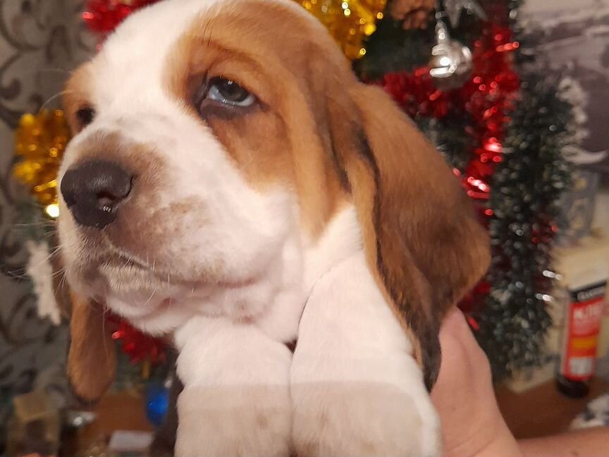 Бассет хаунд щенок