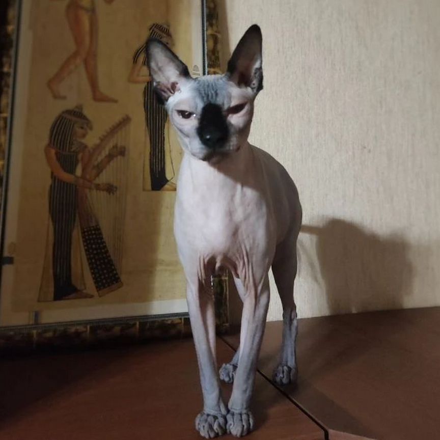 Канадский сфинкс, взрослый кот