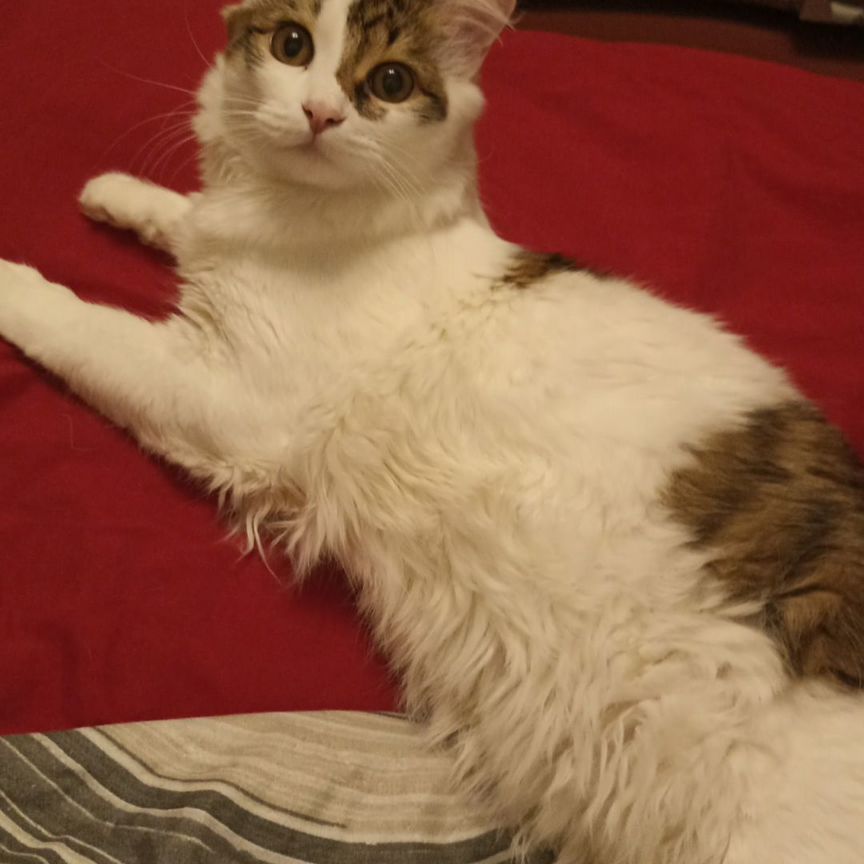 Отдам кота в добрые руки